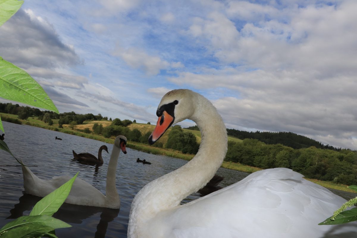 Canon EOS 200D - malý, dostupný a hodně nadupaný (recenze) - FotoGuru.cz